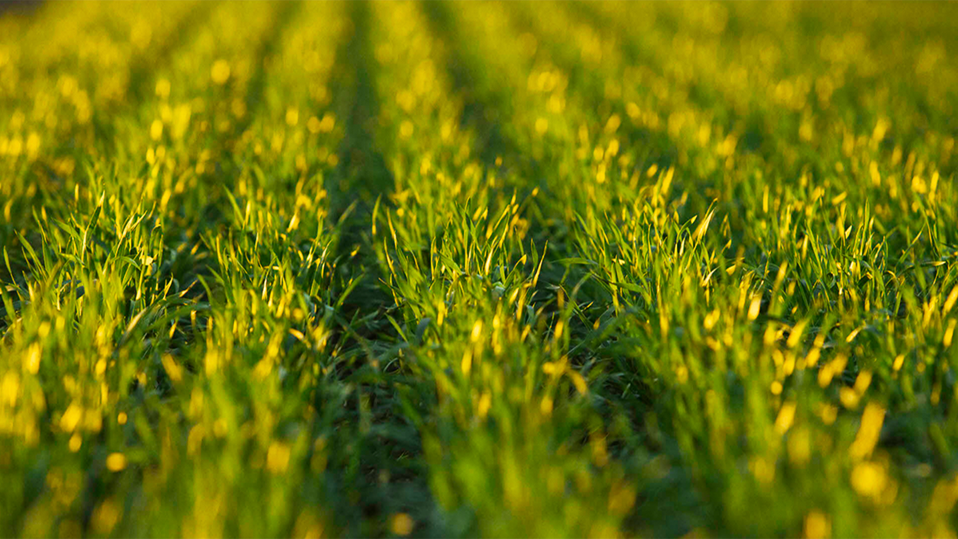 Building An Integrated Weed Management (IWM) Strategy - Farming for ...