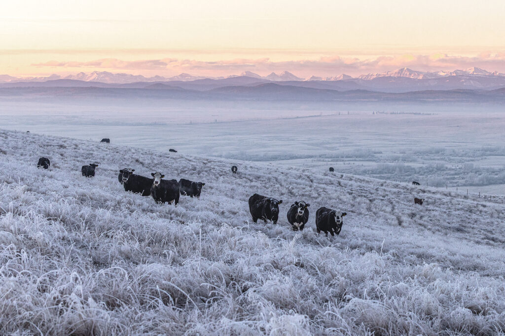 Protecting Against Cold Stress - Farming for Tomorrow